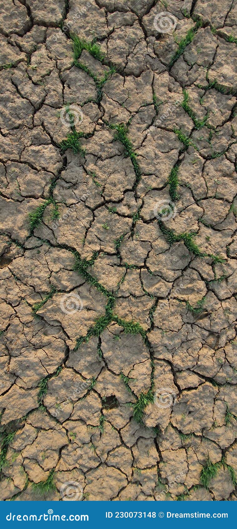 Grass with mud stock photo. Image of sand, nature, grass - 230073148
