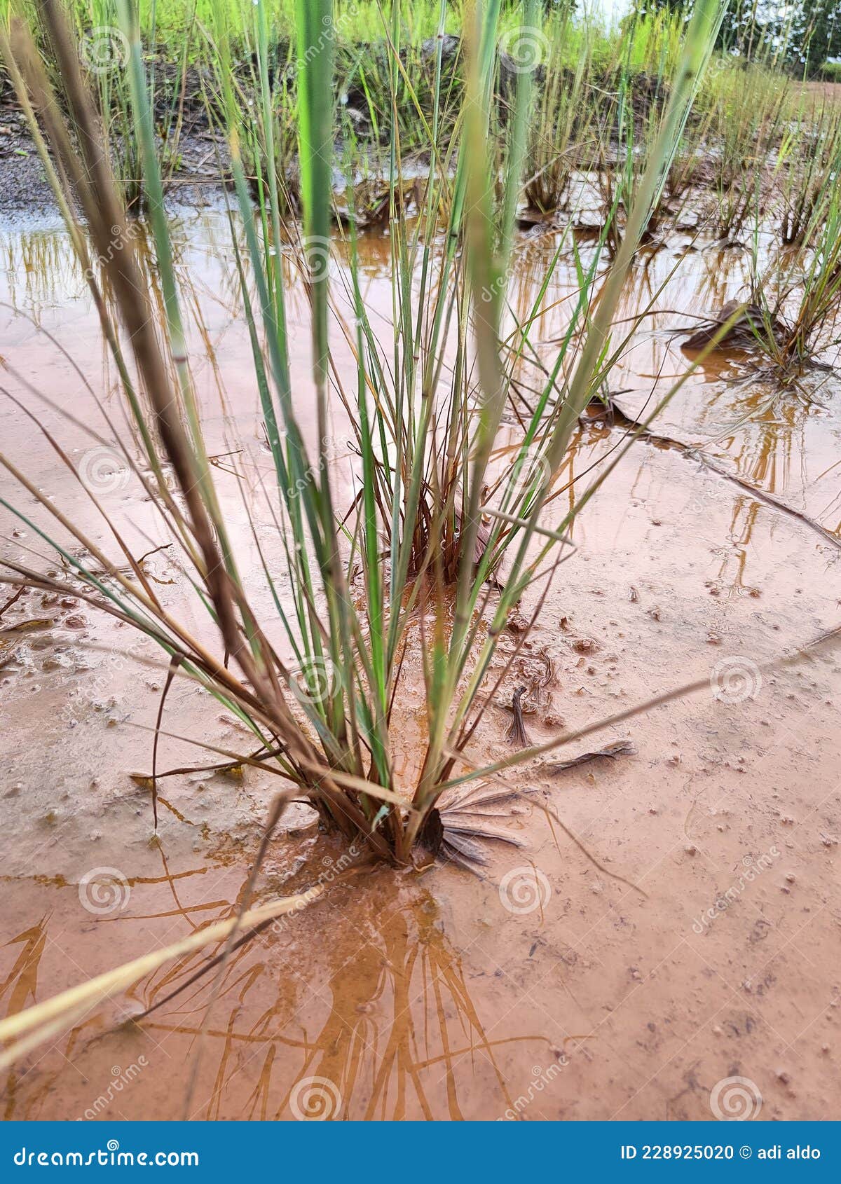 Grass on muddy ground stock photo. Image of agriculture - 228925020