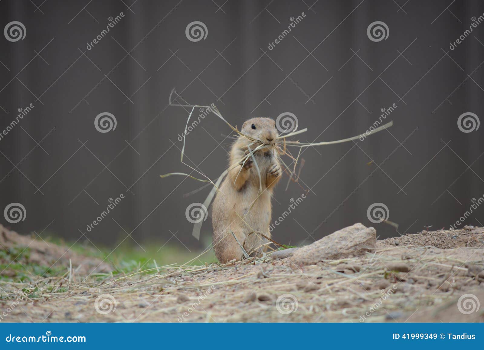 Grass Muncher stock image. Image of prairie, outdoors - 41999349