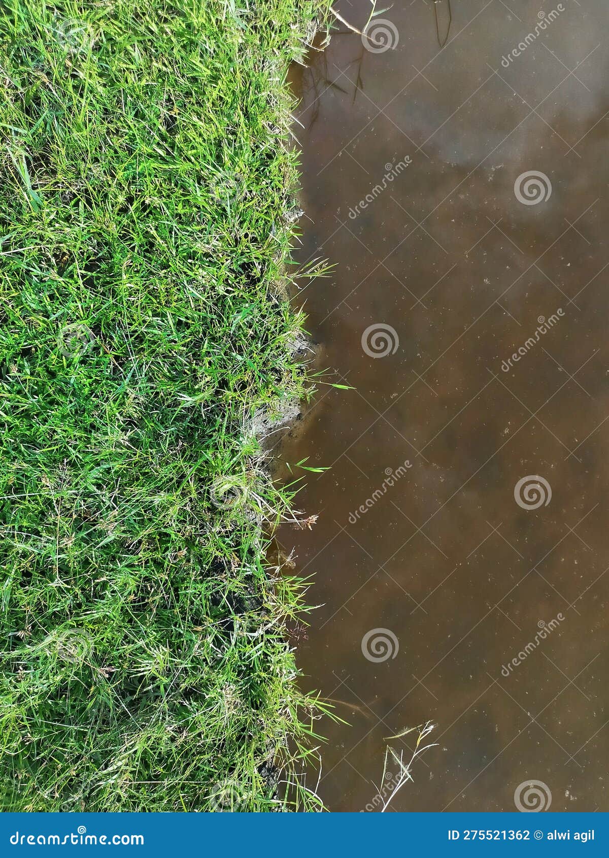 Grass and Murky Water in One Photo Stock Photo - Image of water, nature ...