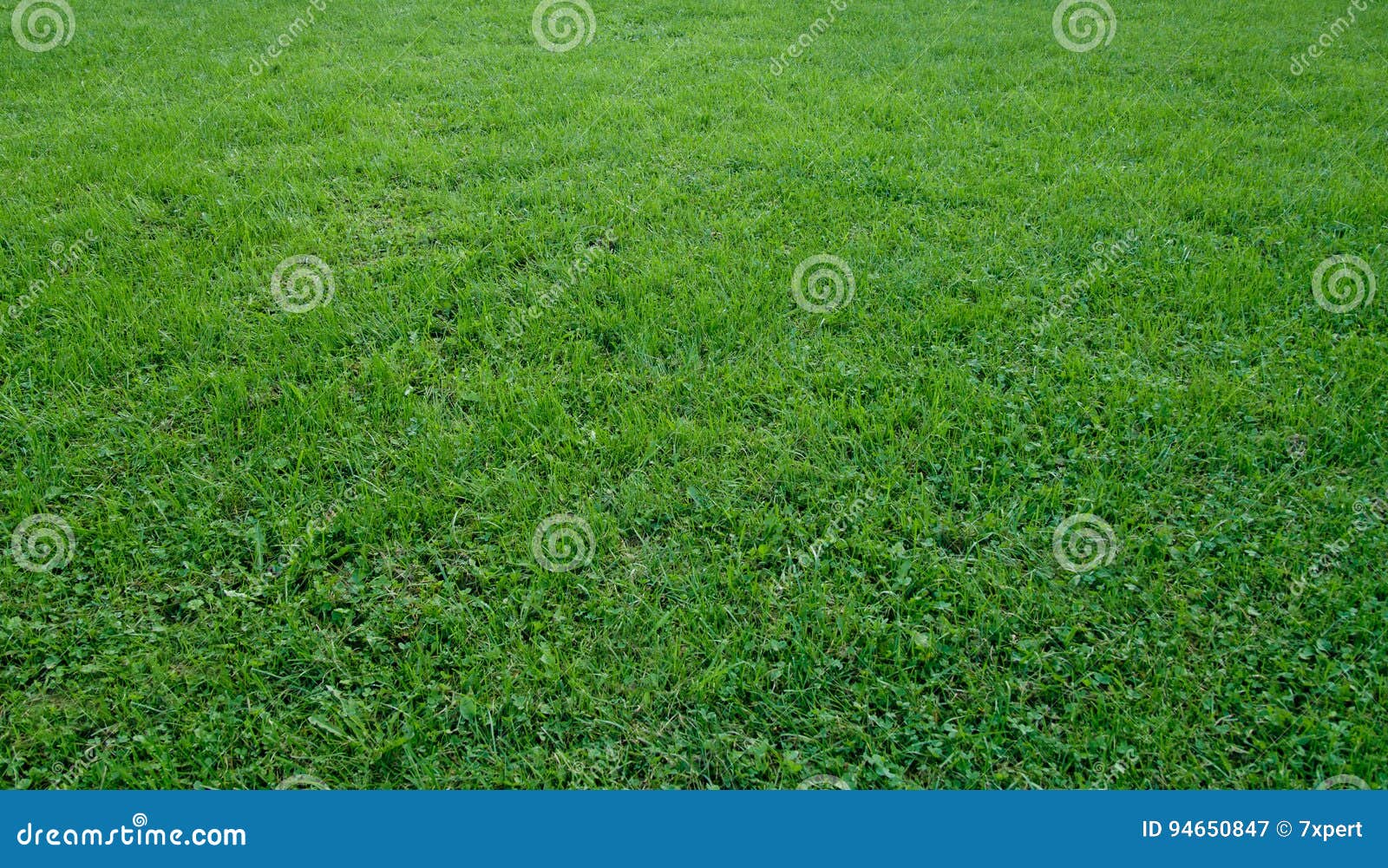 Grass Natural Landscape Texture Stock Image - Image of rural, parks ...