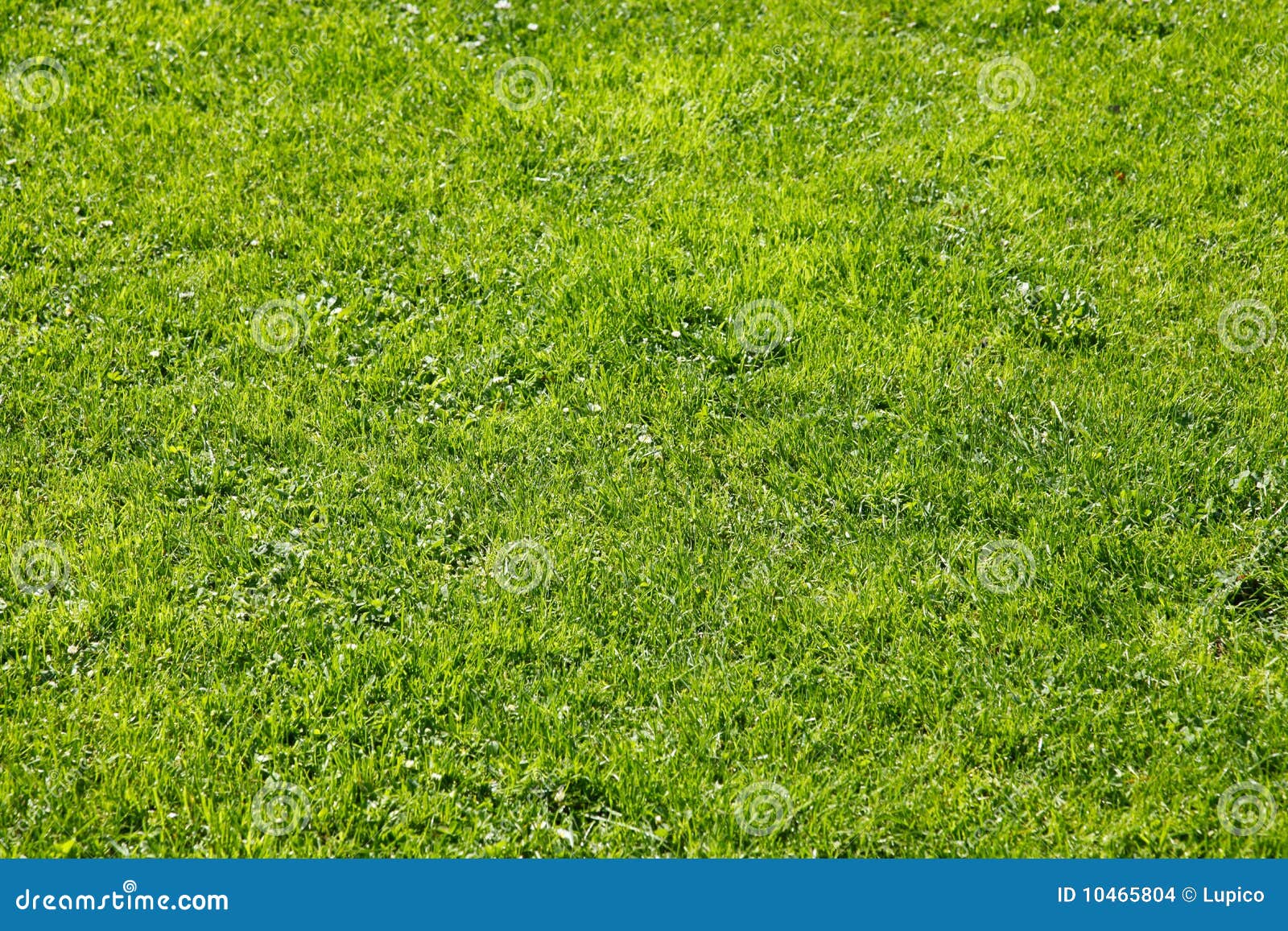 2,356 Grass Stuff Stock Photos - Free & Royalty-Free Stock Photos from ...