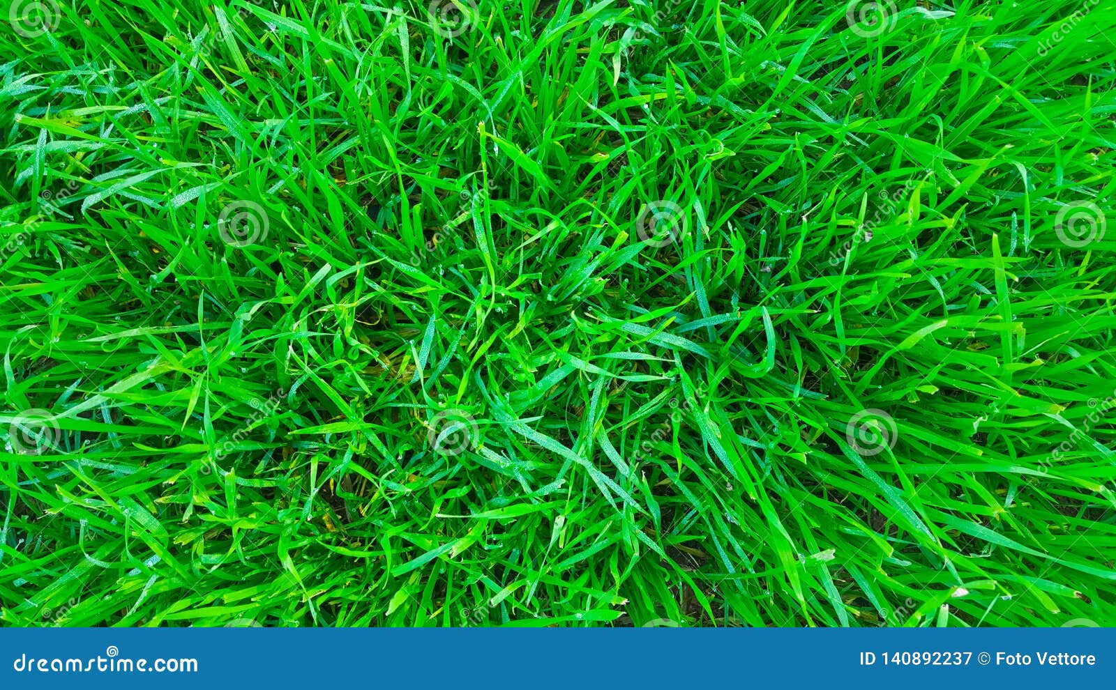 Grass natural pattern stock image. Image of closeup - 140892237