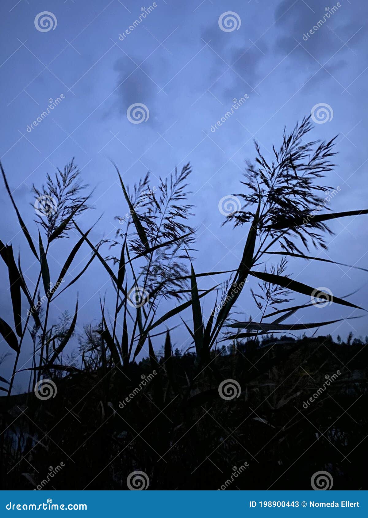 Grass in the moonlight stock image. Image of evening - 198900443