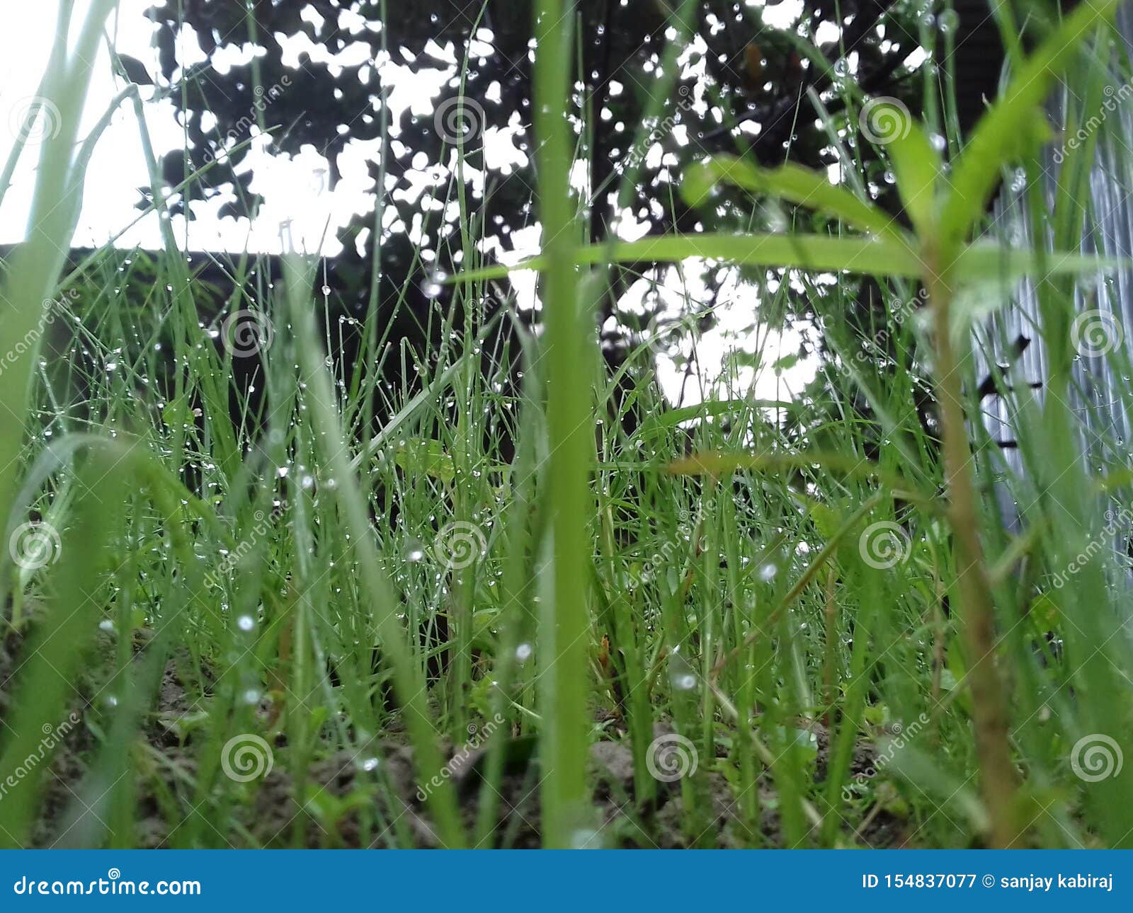 Grass stock image. Image of grass, nature, ghash, ghas - 154837077