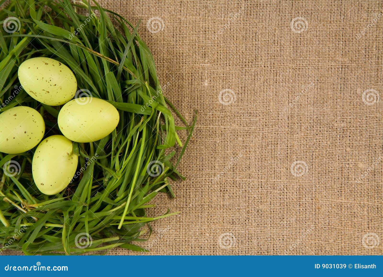 Grass nest with eggs stock image. Image of grass, fresh - 9031039