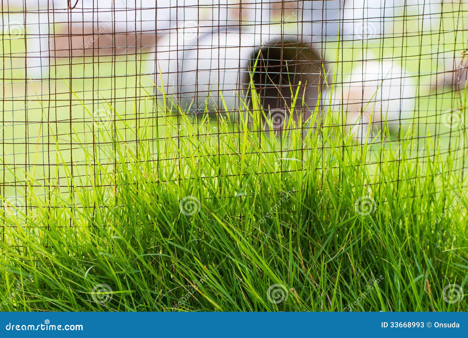 Grass and net stock image. Image of rope, security, green - 33668993