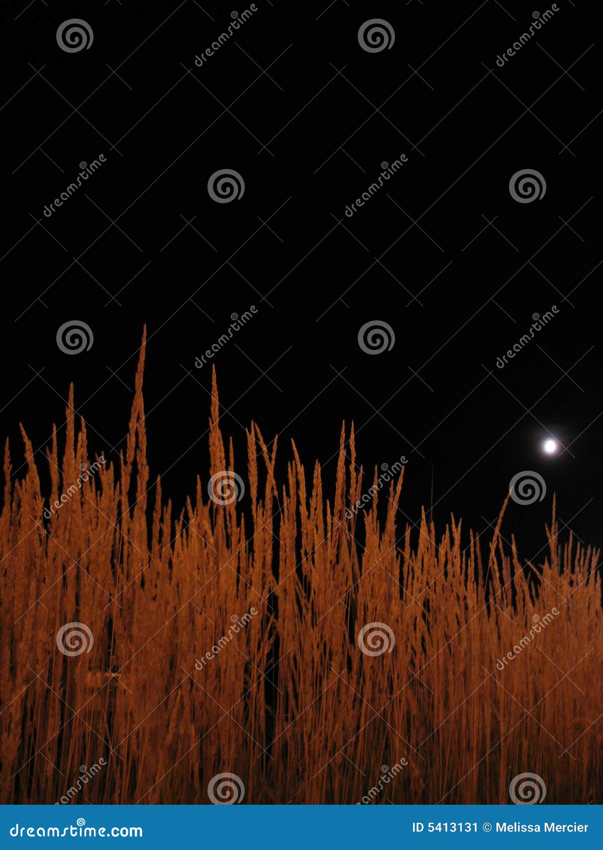 Grass at night stock image. Image of field, straight, night - 5413131