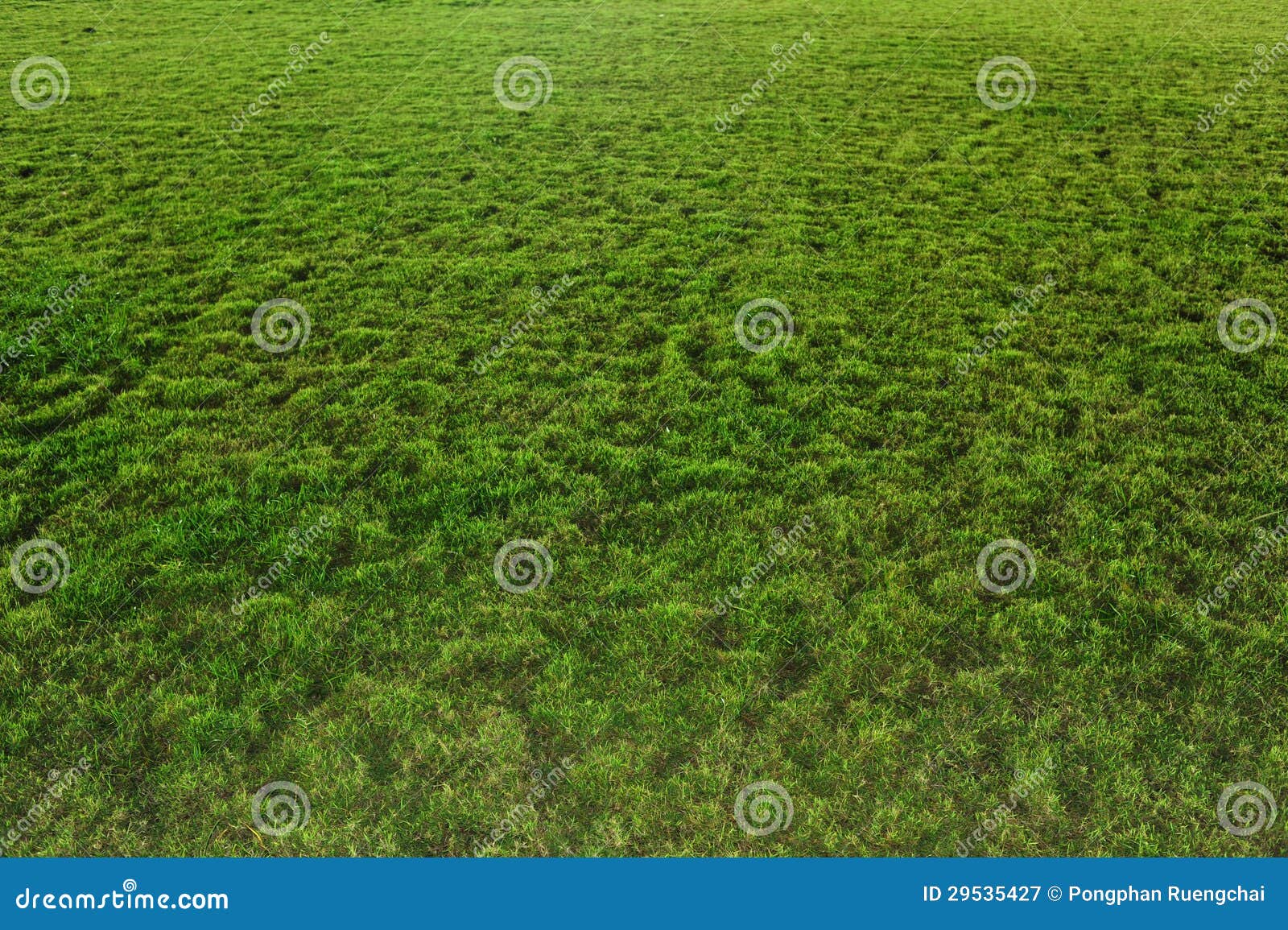Grass at Night Time stock image. Image of summer, environment - 29535427