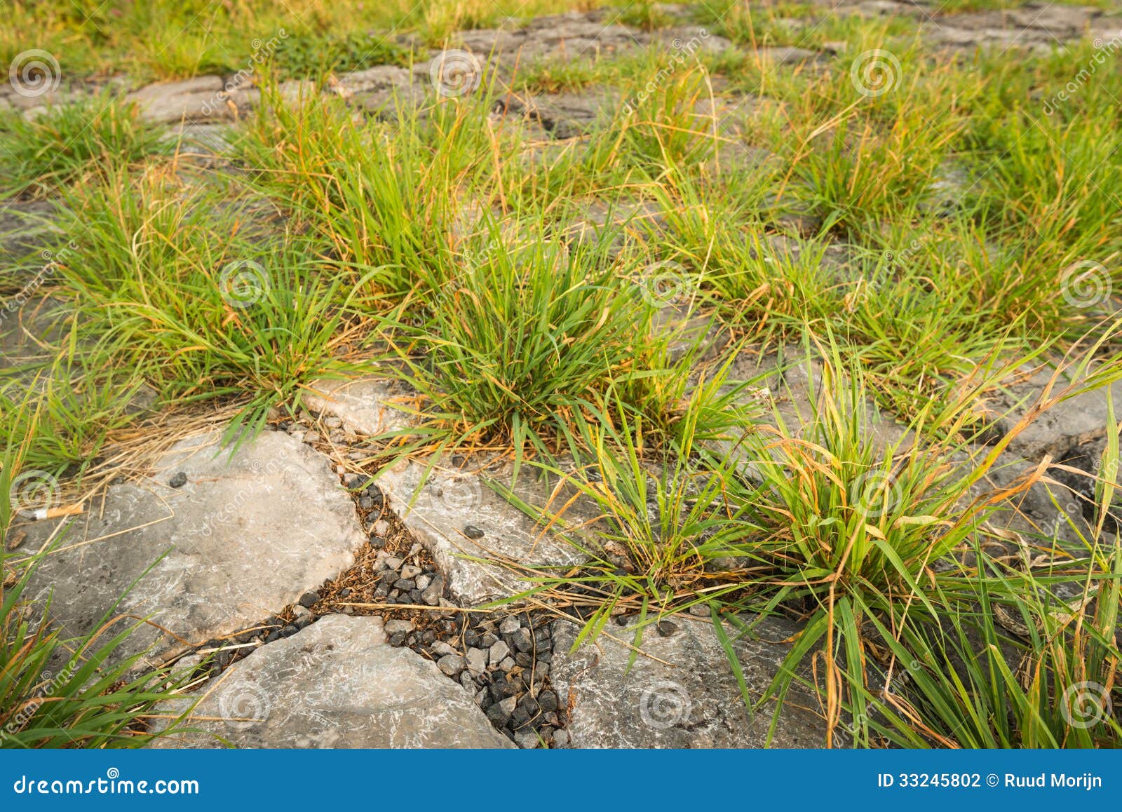With Grass Overgrown Basalt Blocks Stock Photo - Image of outdoor ...