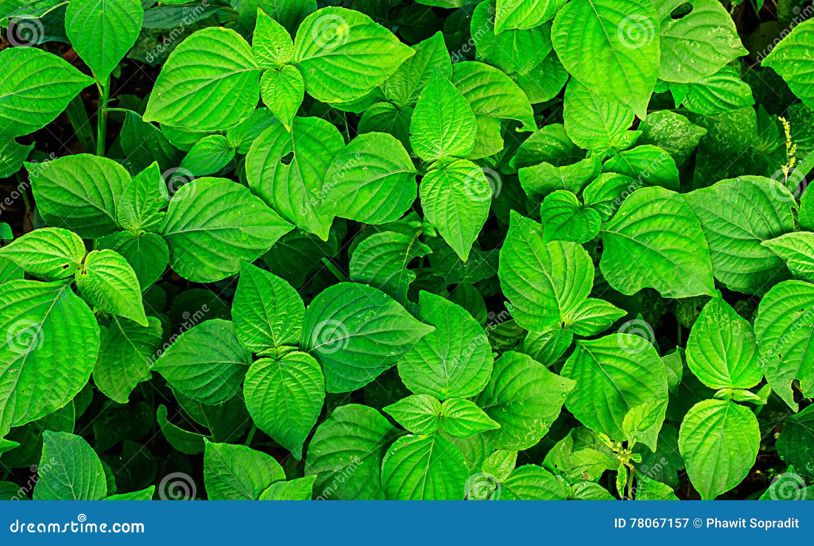 Grass overgrown front yard stock image. Image of growth - 78067157
