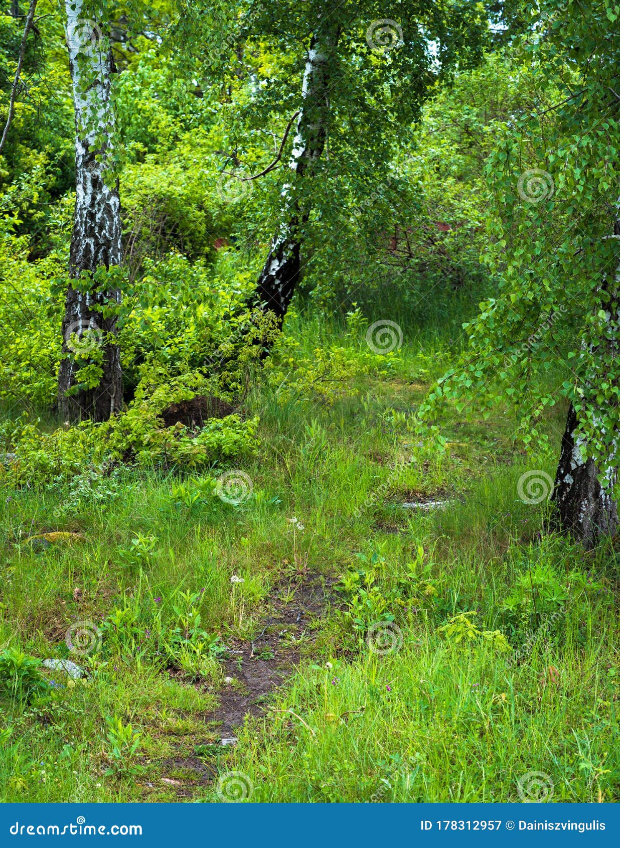 Overgrown Path In The Jungle Stock Image | CartoonDealer.com #191005147