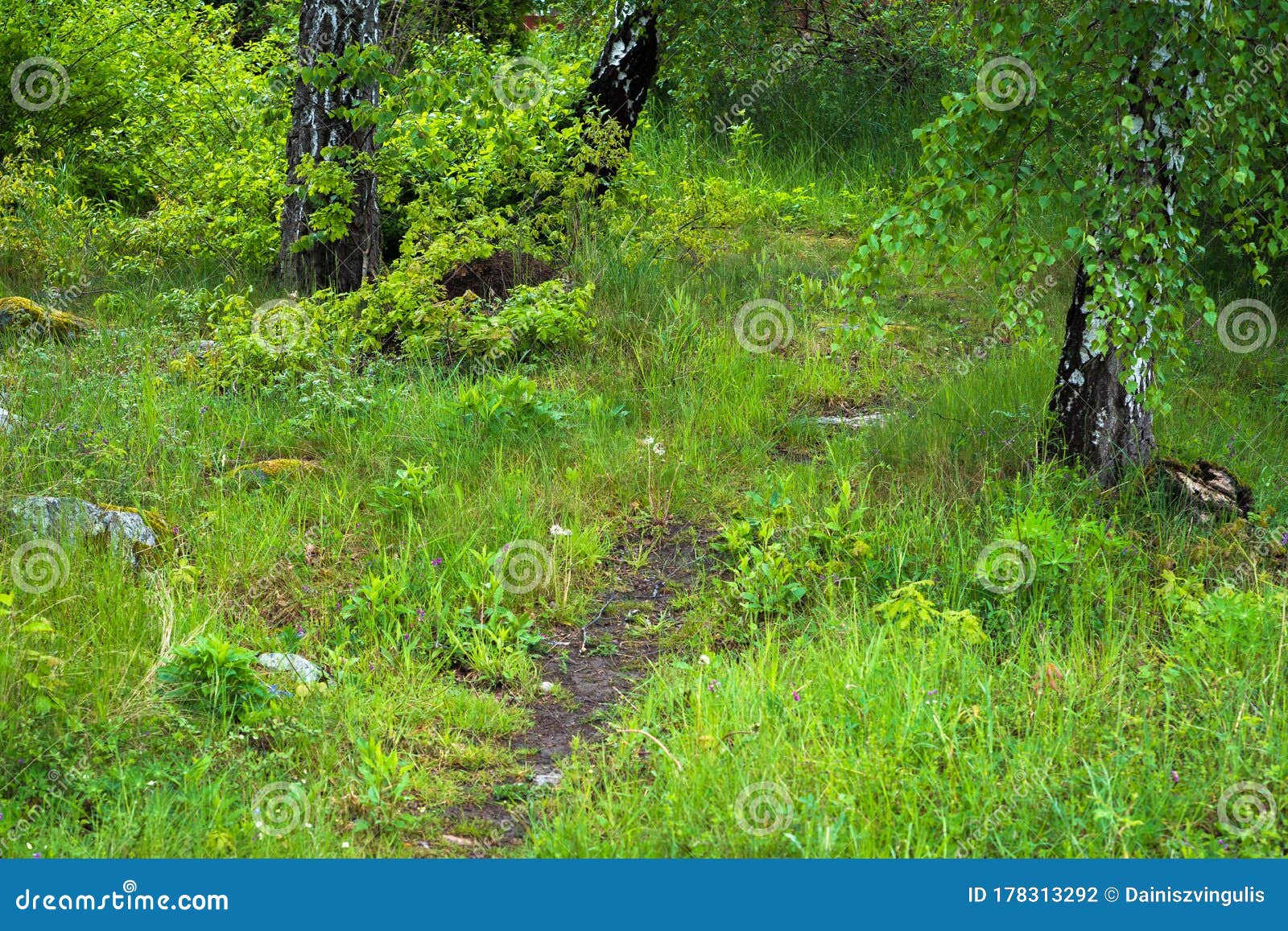 Grass Overgrown Path between Three Birches Stock Photo - Image of ...