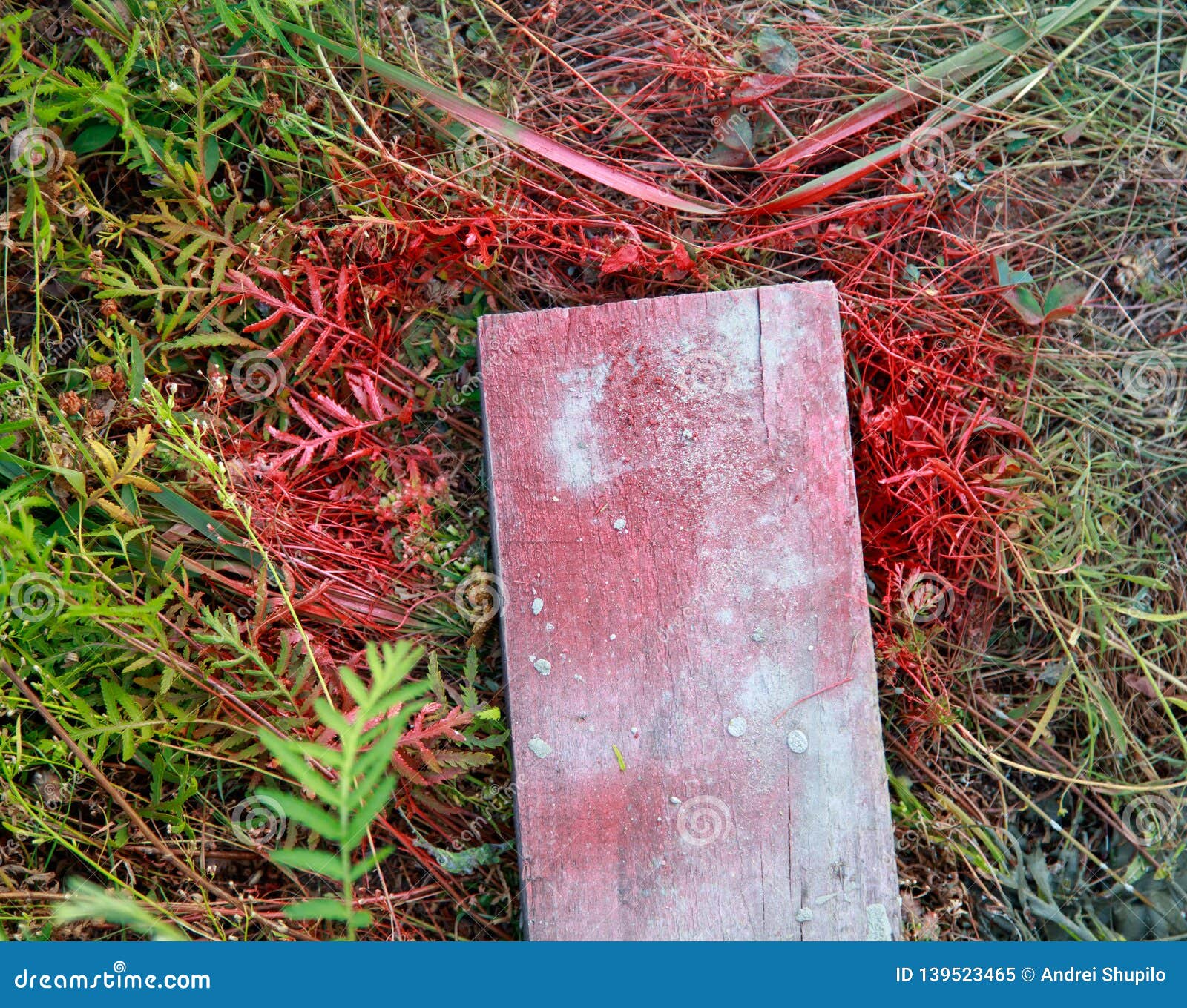 Grass Painted with Red Paint Stock Image - Image of green, summer ...