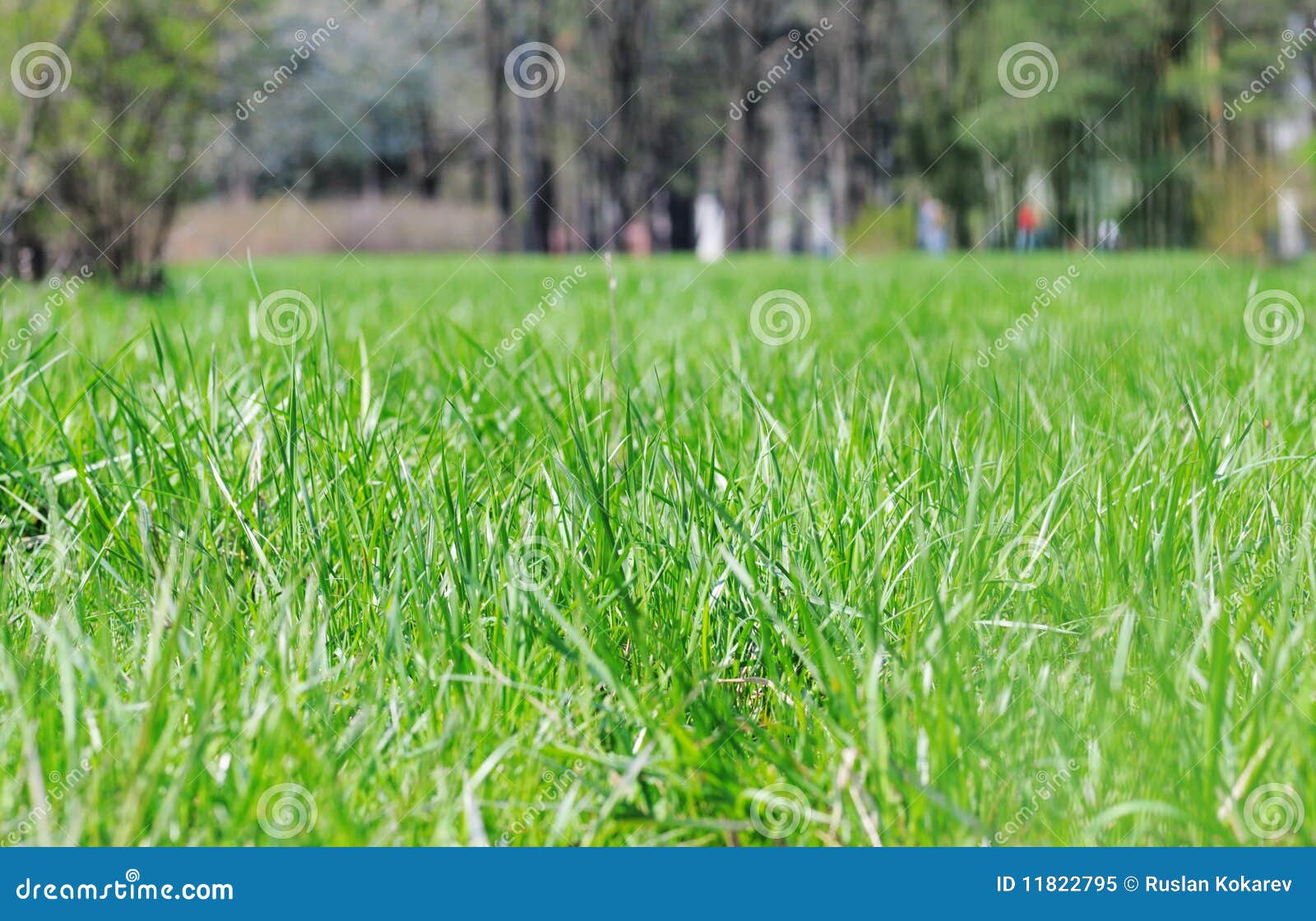 Grass in the park. stock image. Image of plant, lawn - 11822795