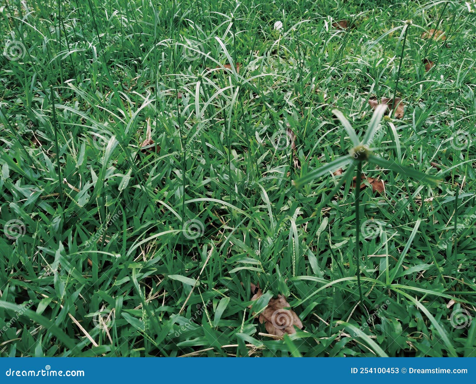 Grass in the park stock image. Image of agriculture - 254100453