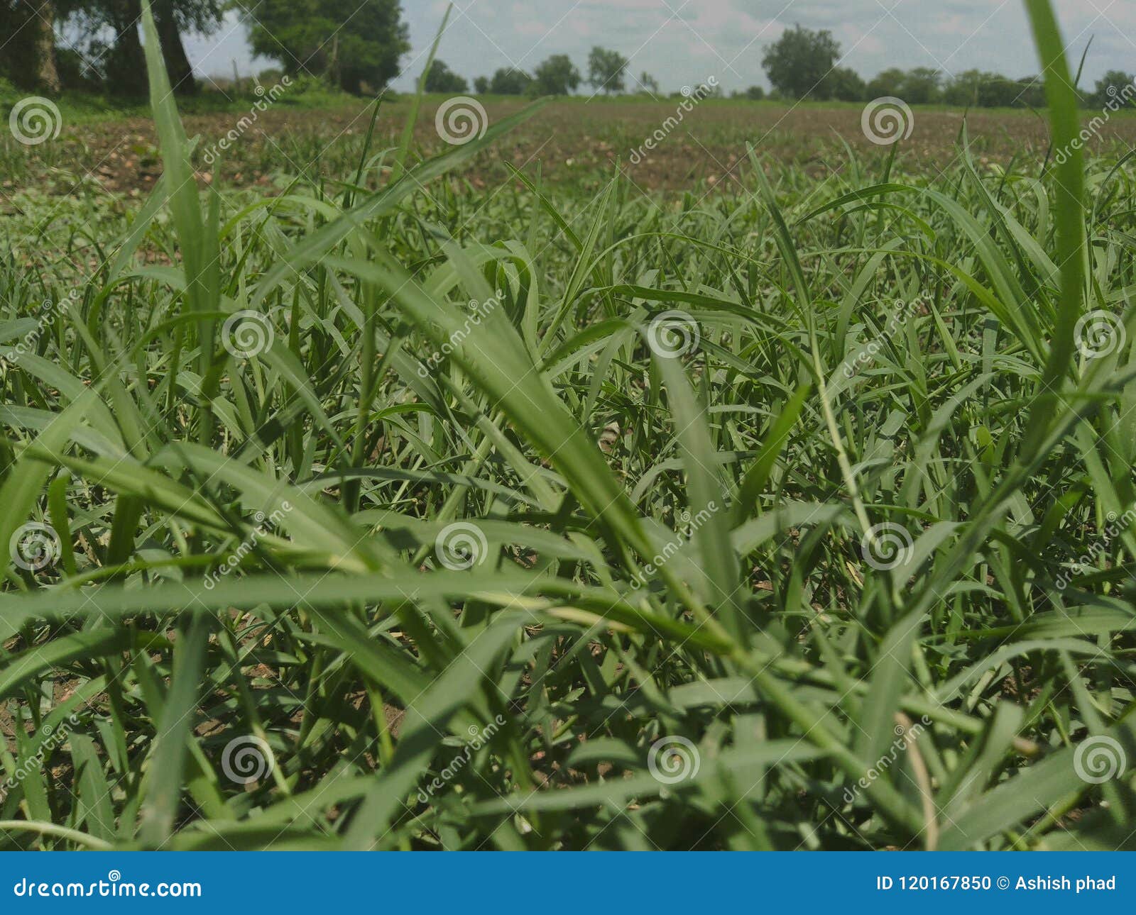 Grass stock photo. Image of green, plants, village, park - 120167850