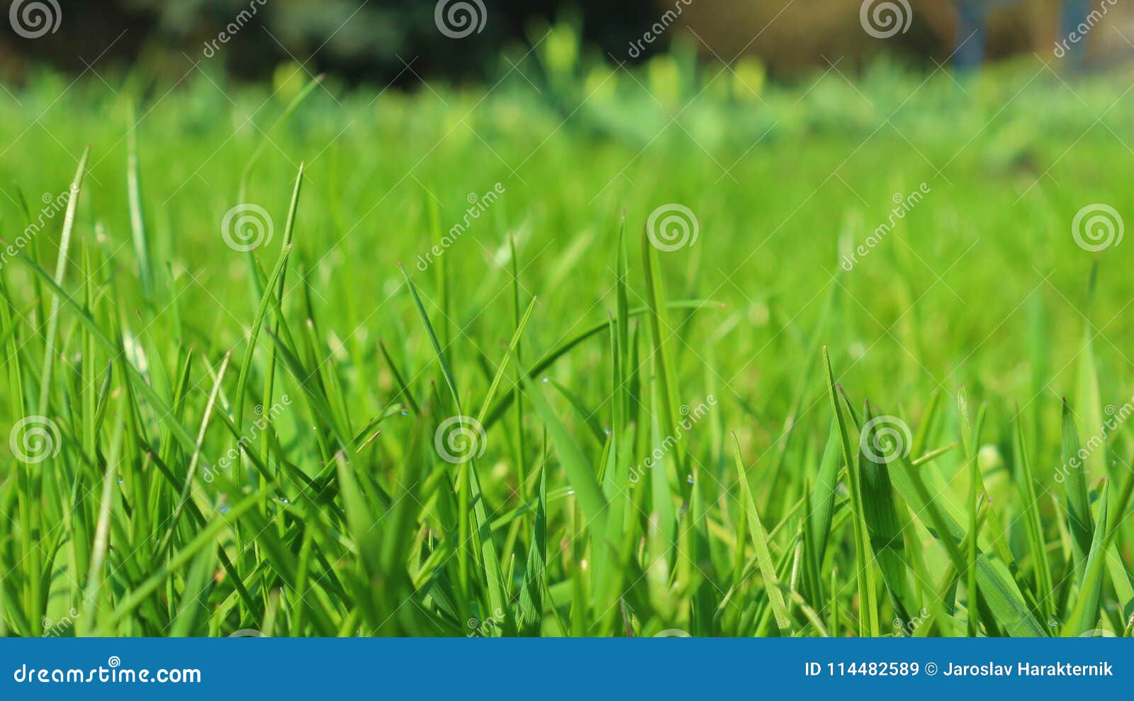 Grass in the Park . Microcosm Stock Image - Image of copy, botany ...