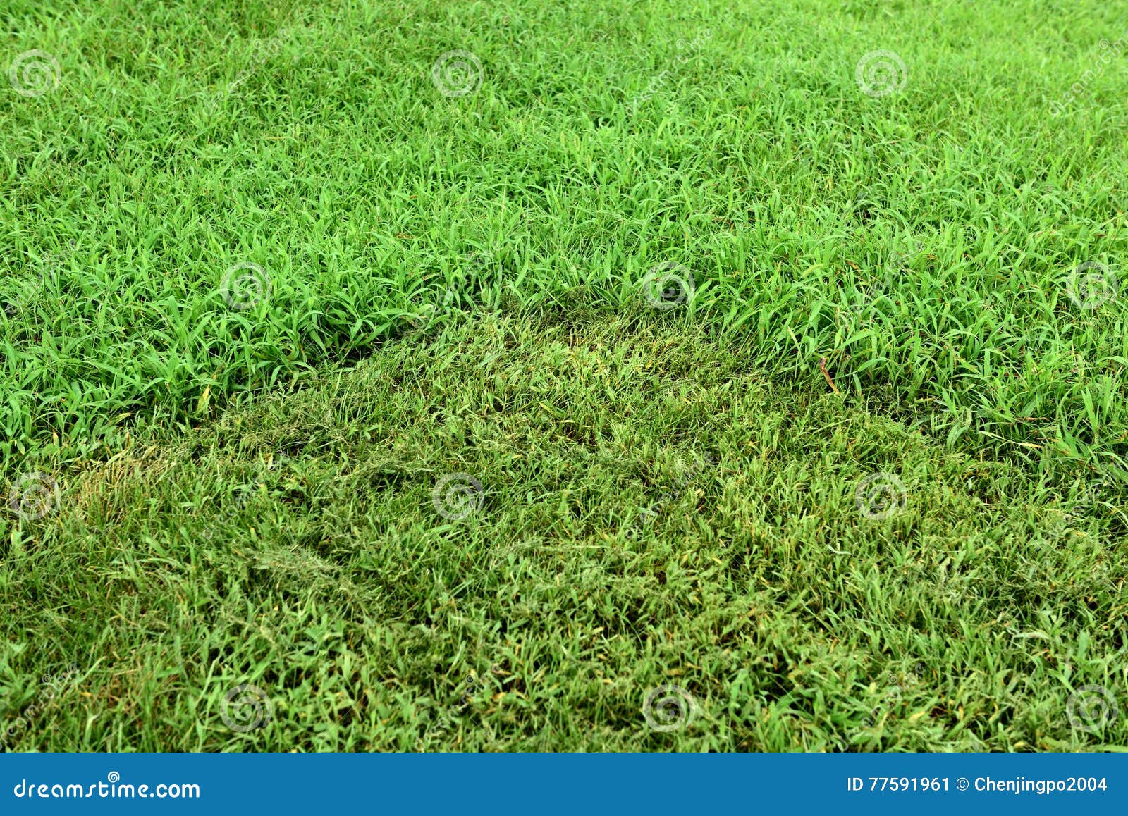 Grass stock image. Image of breath, boundary, grow, angle - 77591961