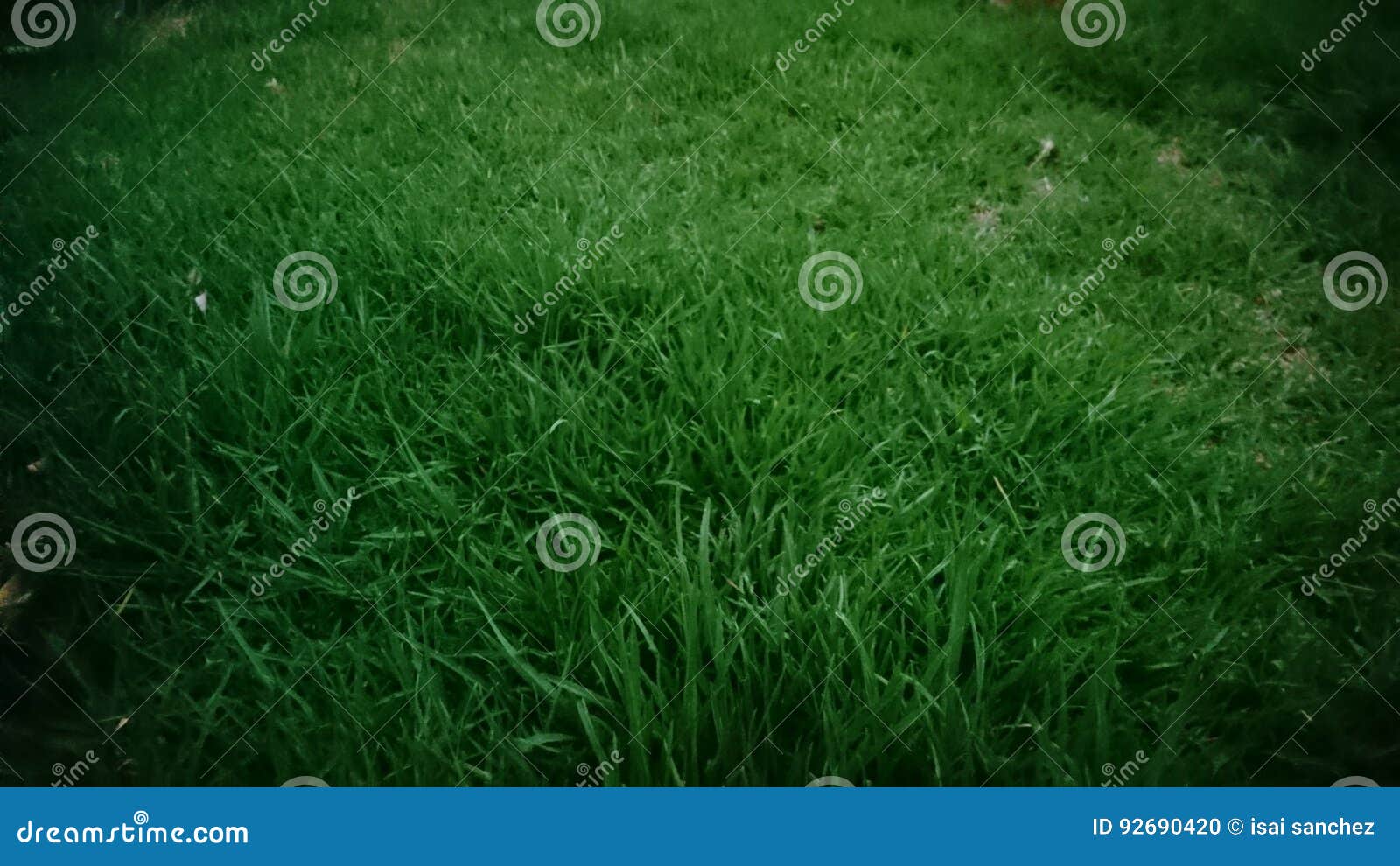 Grass stock photo. Image of verde, green, garden, grass - 92690420