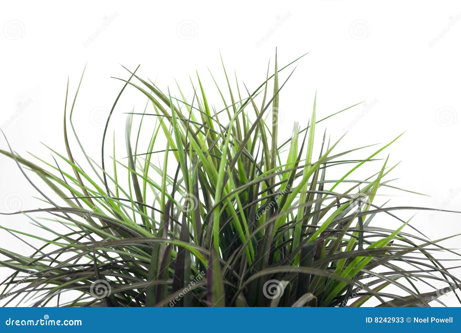 Grass Patch 1 stock image. Image of isolated, abstract - 8242933
