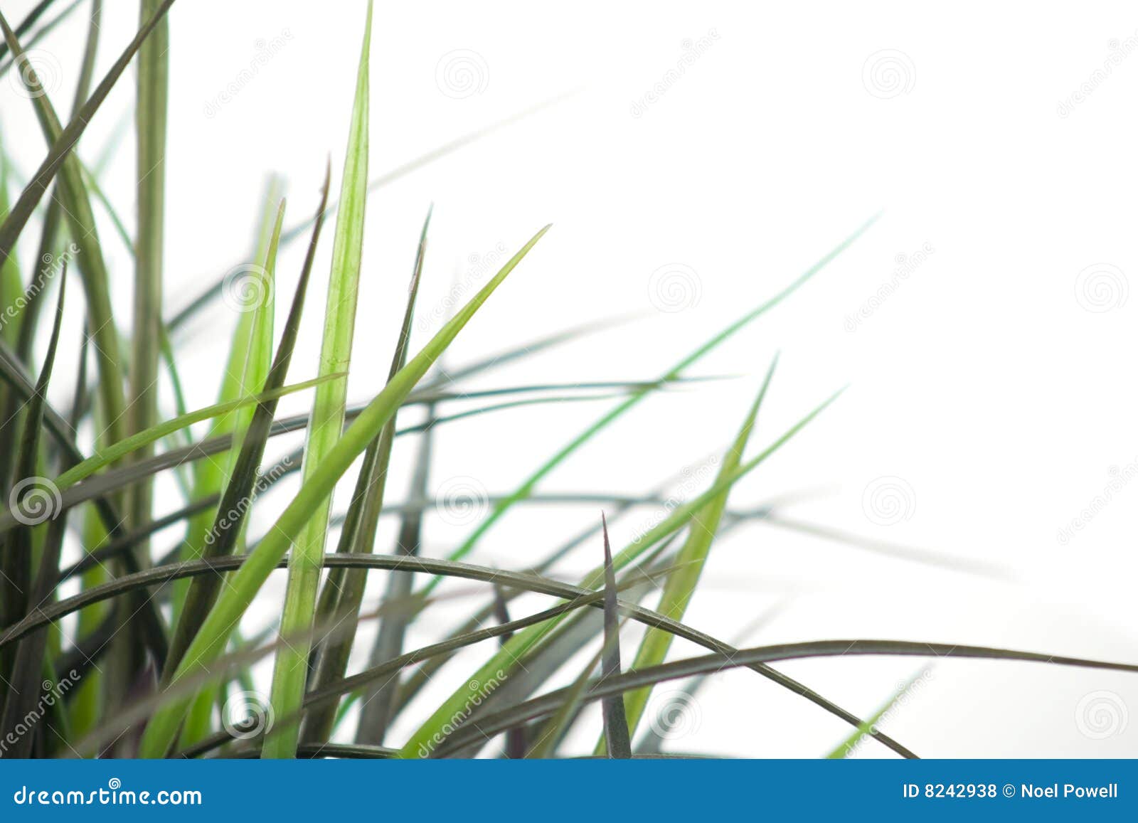 Grass Patch 2 stock photo. Image of abstract, lawn, plant - 8242938