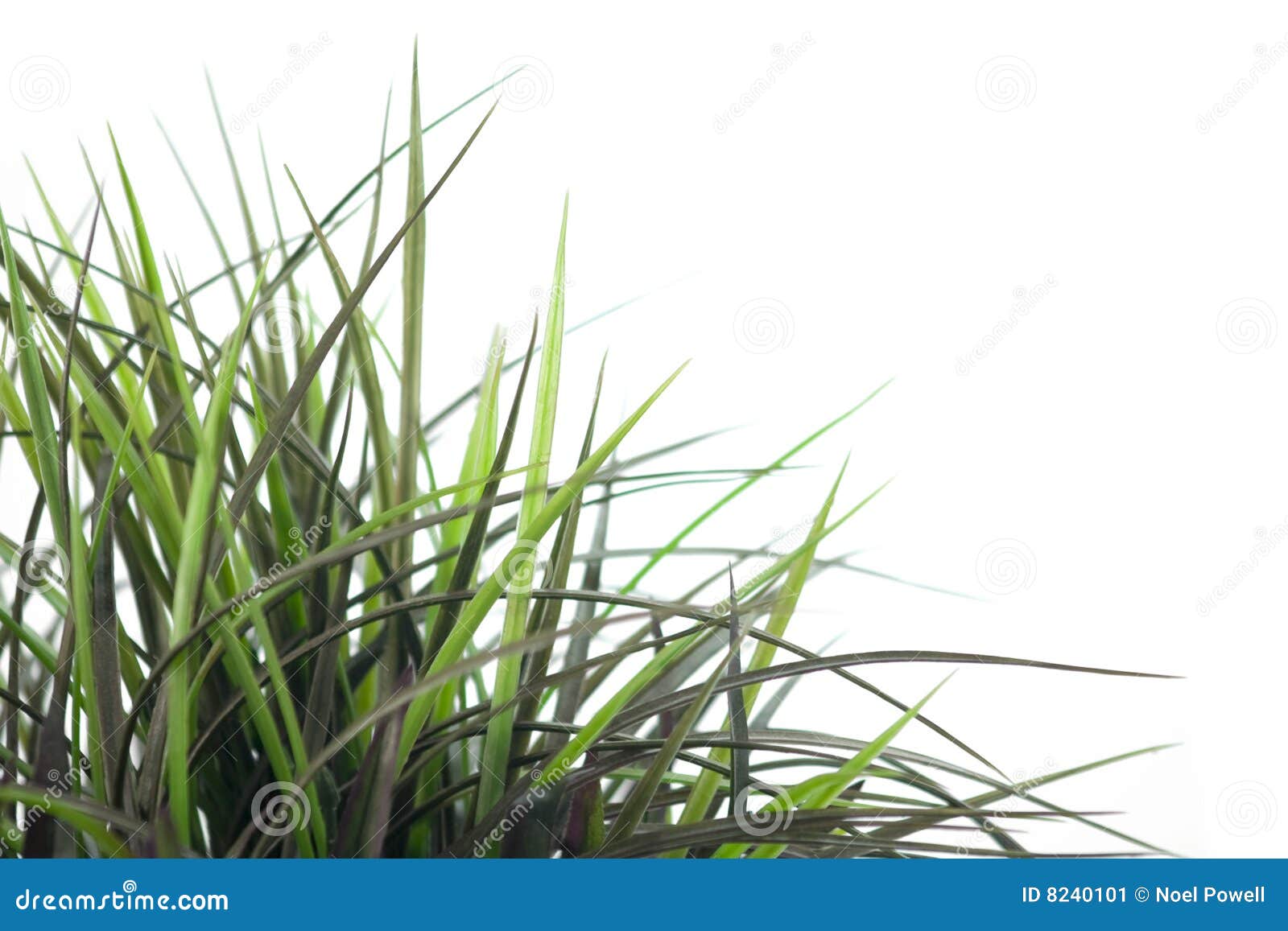 Grass Patch 3 stock image. Image of concept, white, close - 8240101