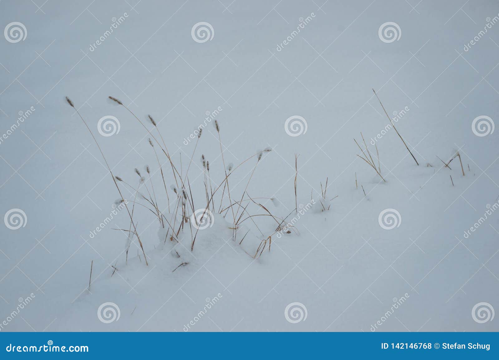 Grass Patch Covered by Snow Stock Photo - Image of cumulus, grey: 142146768