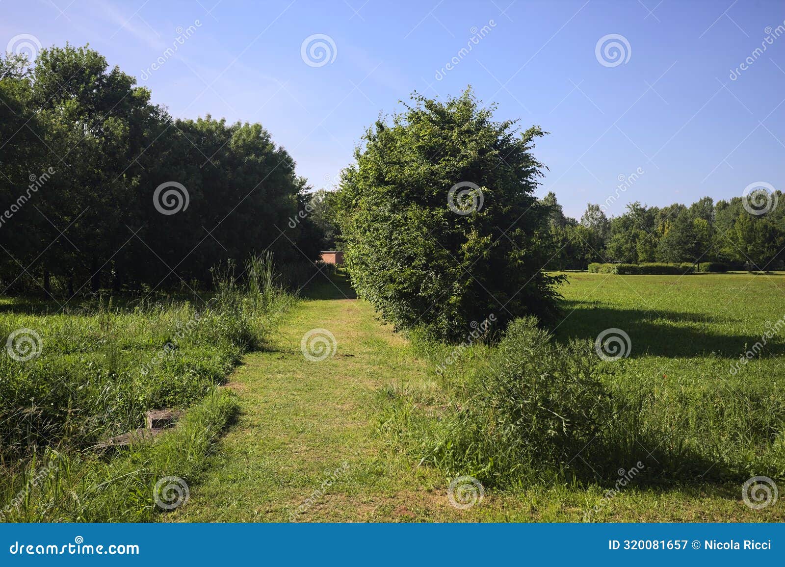 Grass Path Bordered by Trees Stock Image - Image of background, horizon ...