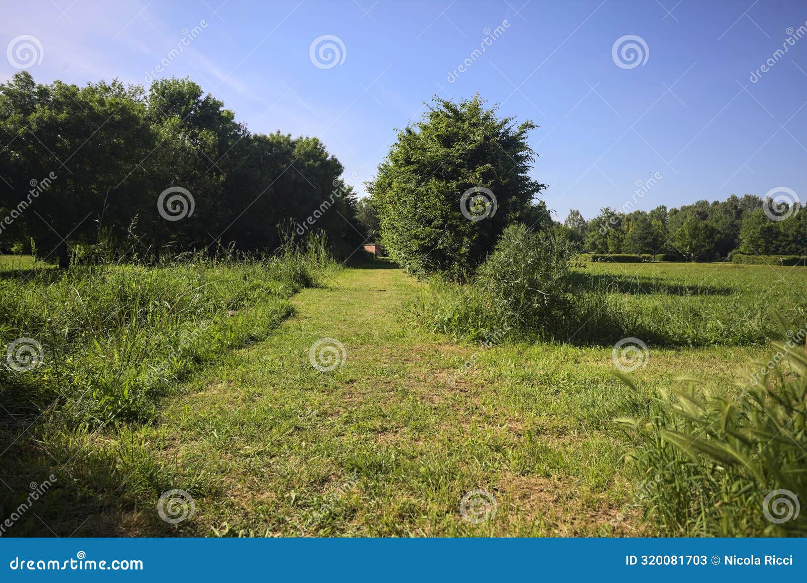 Grass Path Bordered by Trees Stock Image - Image of beautiful, beam ...