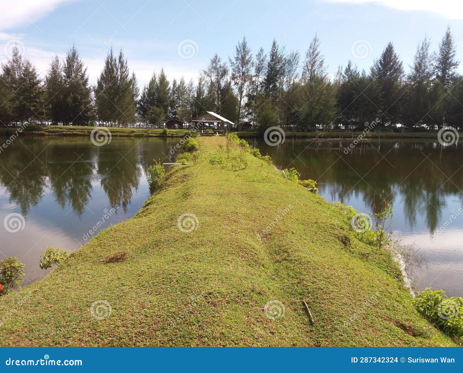 Grass Path between Fish Ponds Stock Photo - Image of pond, lake: 287342324
