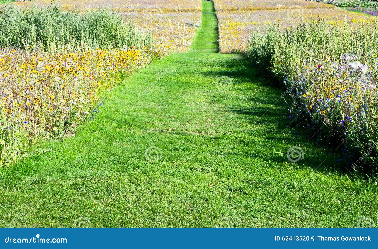 Grass path stock photo. Image of outdoors, great, countryside - 62413520