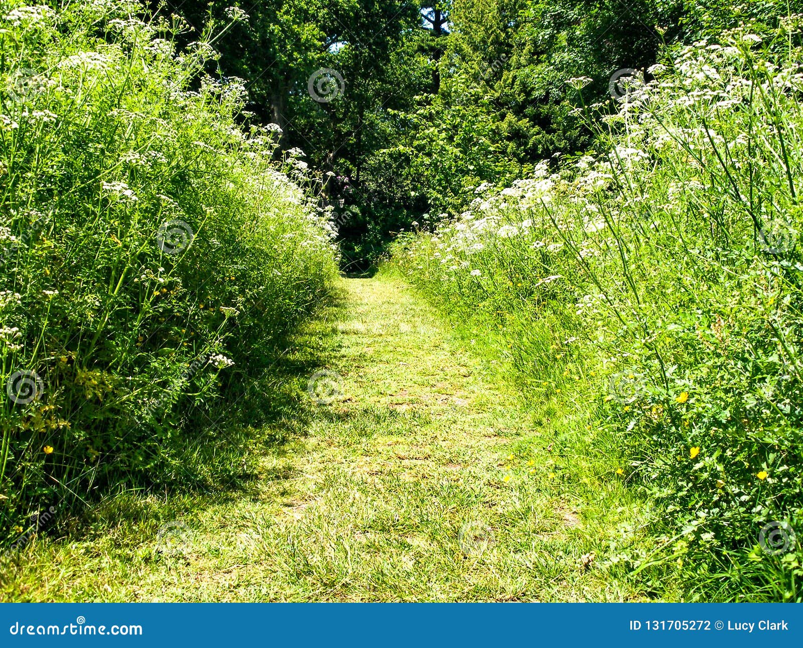 Grass path stock photo. Image of weeds, green, forward - 131705272