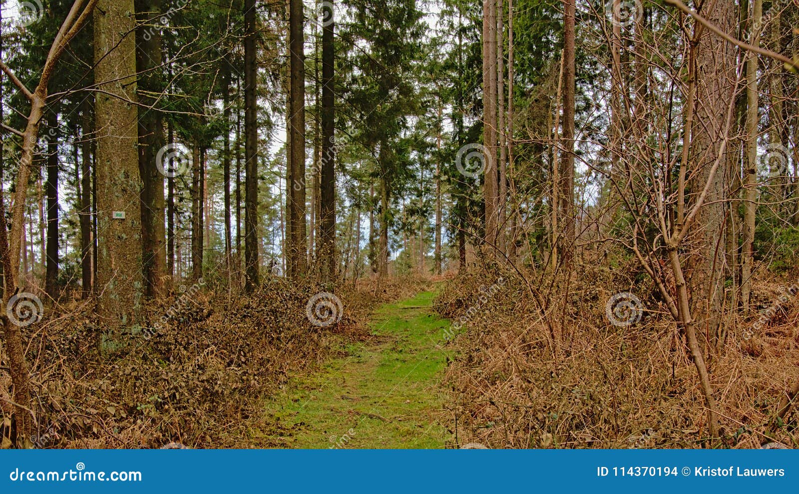 Grass Path through a Pine Forest in the Wallonian Countryside Stock ...