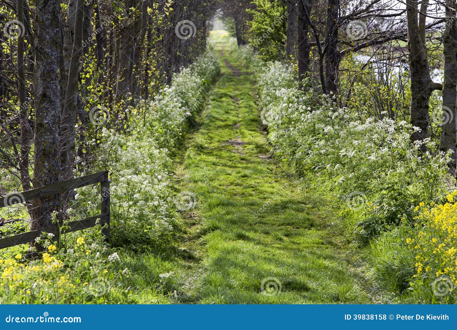 Grass path stock photo. Image of tree, spring, scene - 39838158