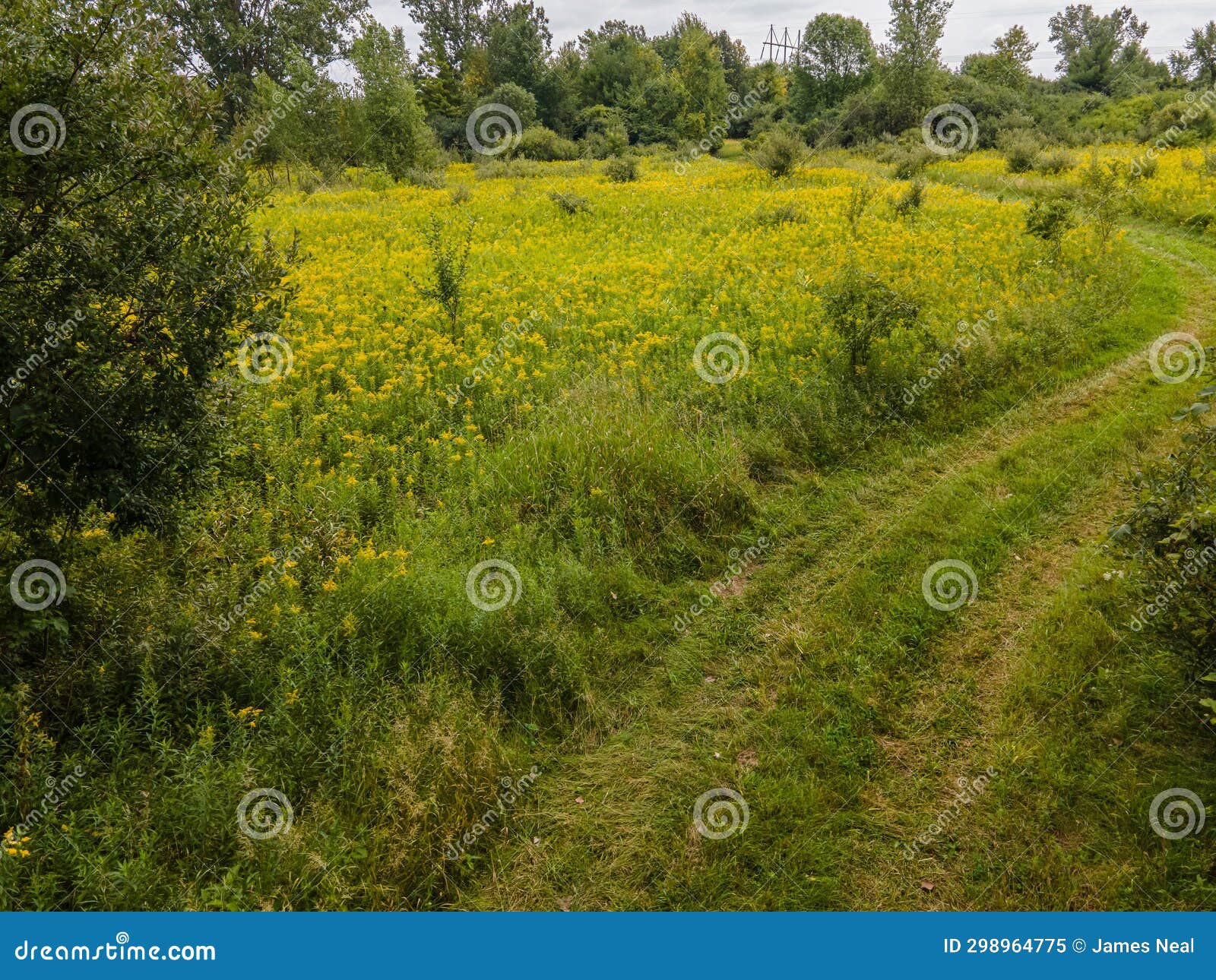 Grass Path through the Summer Meadow Stock Image - Image of green ...