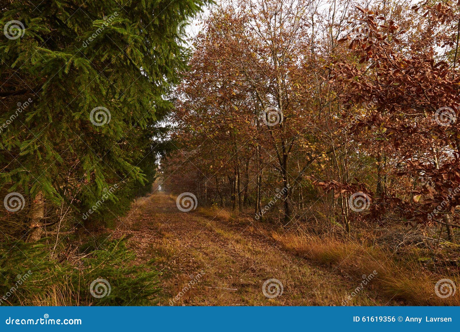 Grass Path between the Trees in the Forest at Fall Stock Photo - Image ...