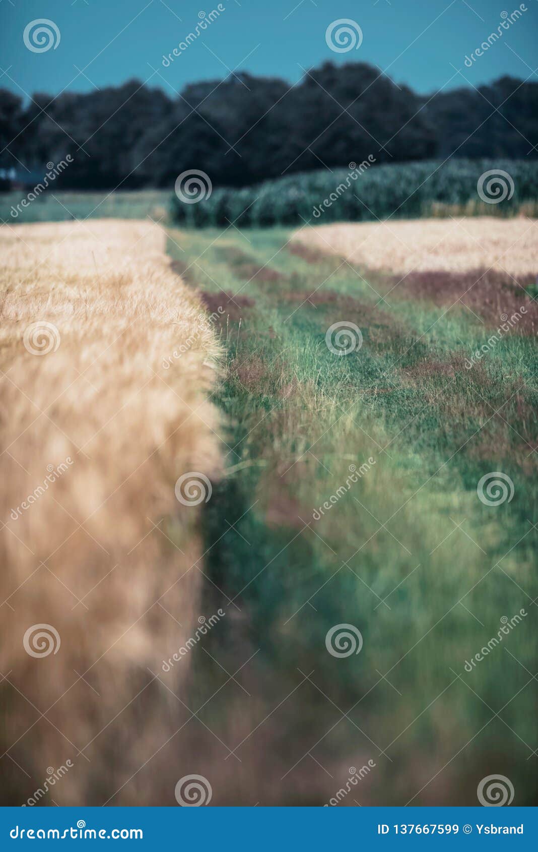 Grass path in wheat field. stock image. Image of rural - 137667599
