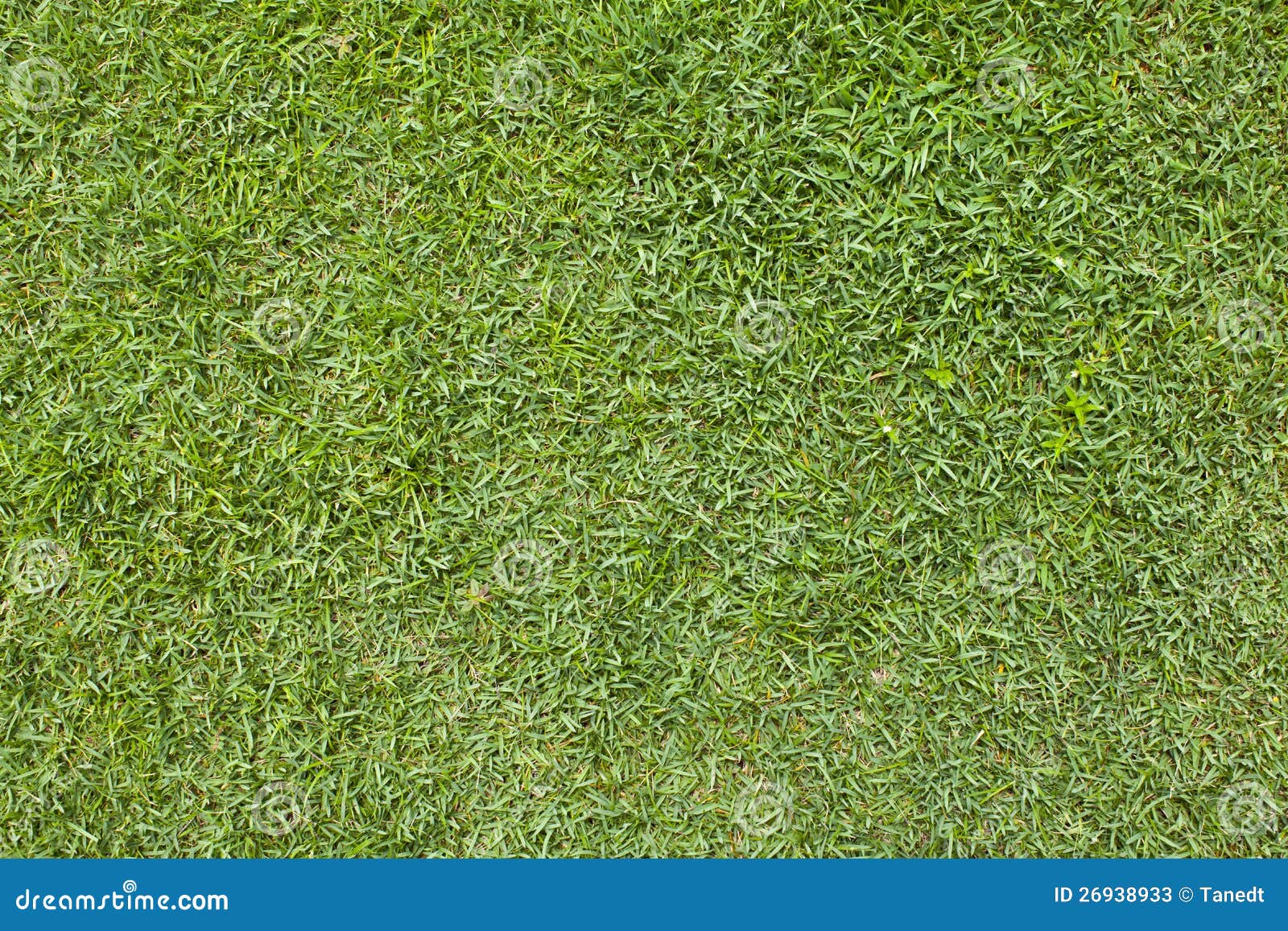 A grass pattern. stock image. Image of field, ecological - 26938933