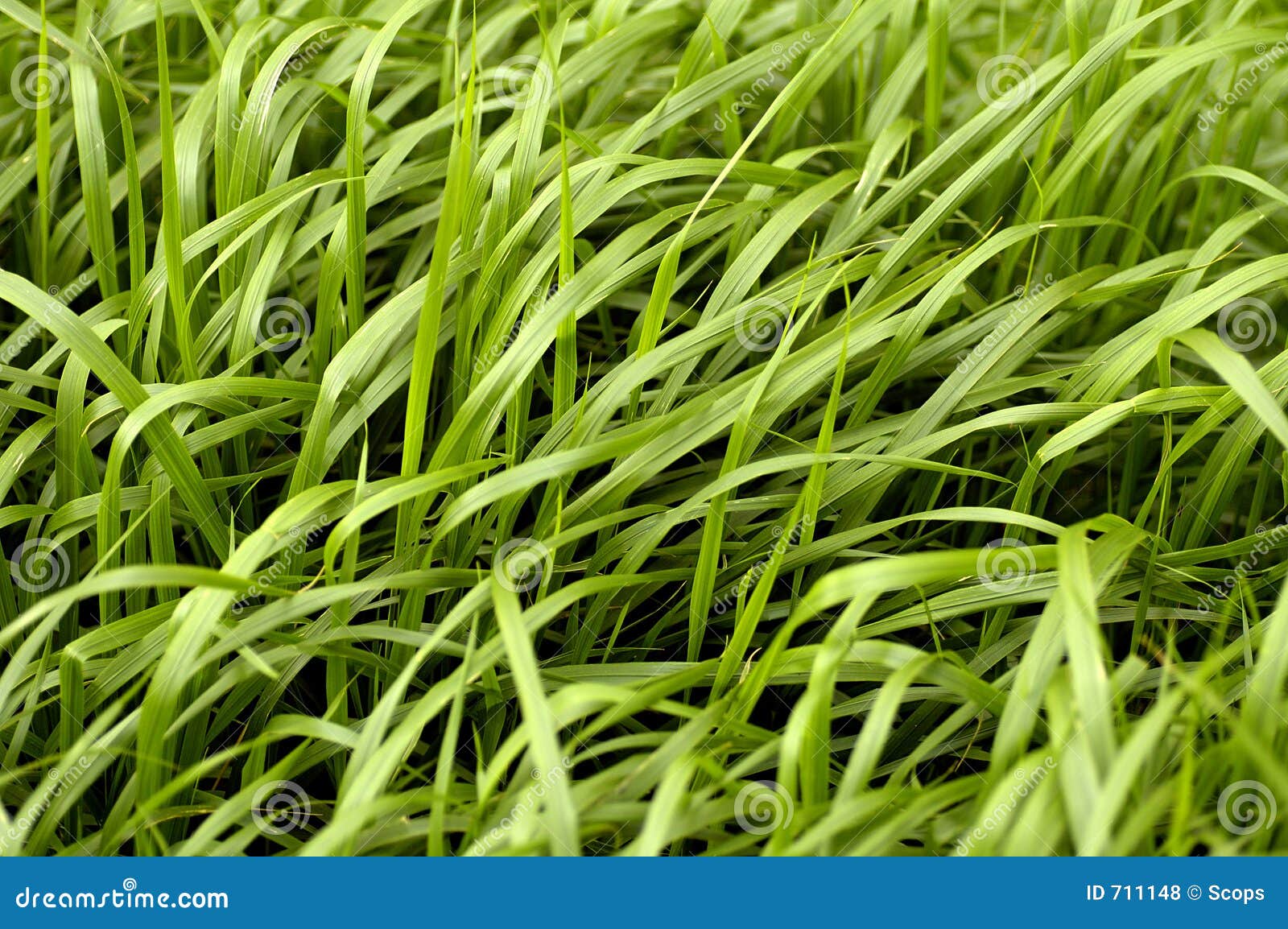 Grass pattern stock photo. Image of background, detail - 711148