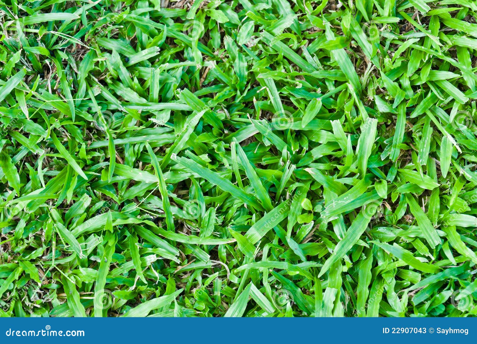 Grass Pattern for Background. Stock Image - Image of green, material ...