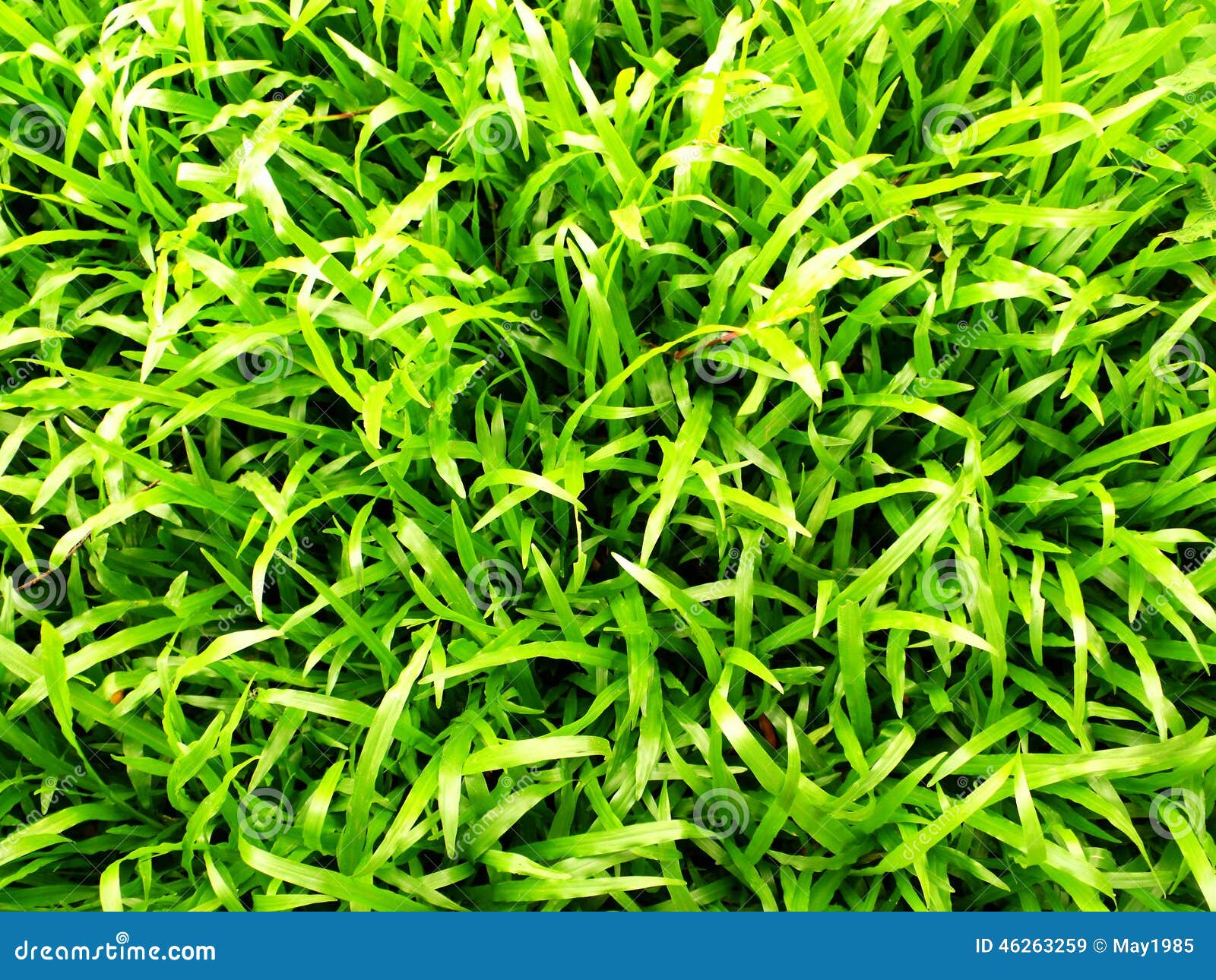 Grass pattern stock image. Image of ground, garden, plot - 46263259