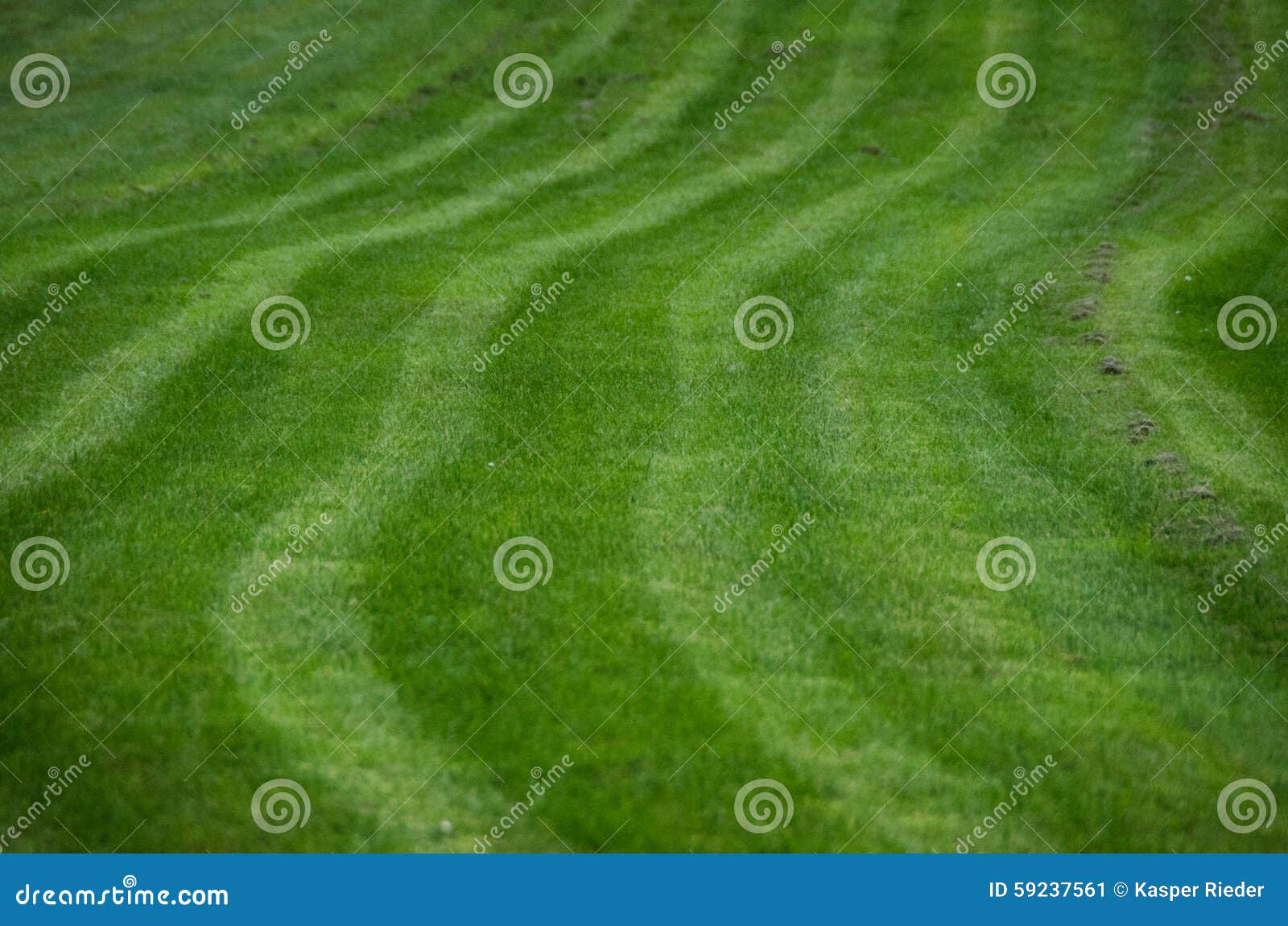 Grass pattern stock image. Image of clear, direction - 59237561