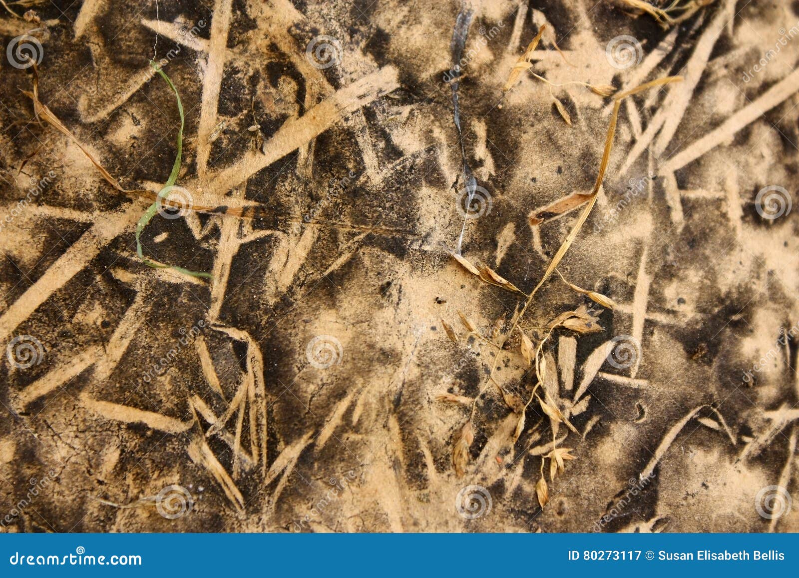 Grass pattern on paper stock image. Image of abstract - 80273117