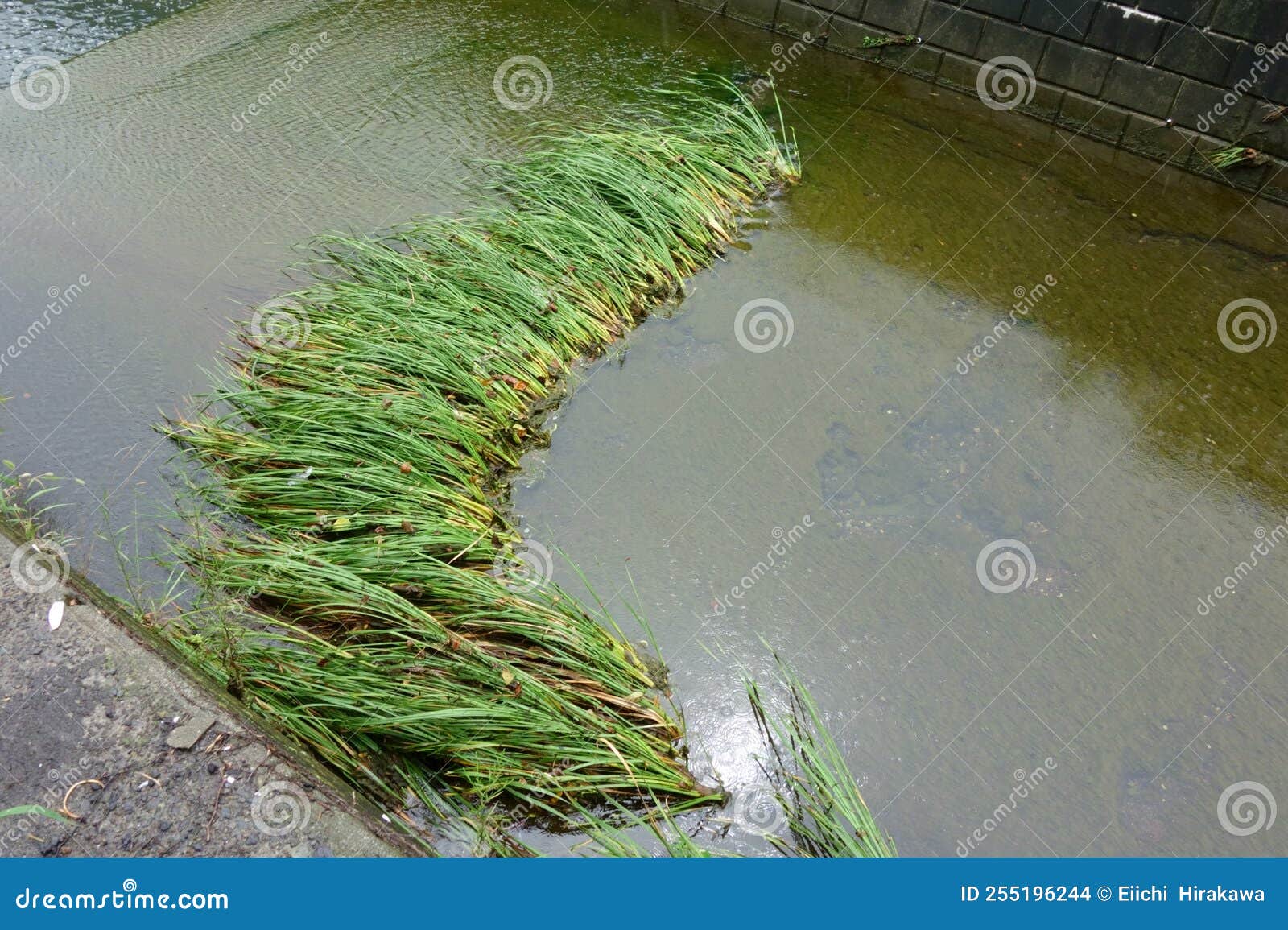 Rows of Reed Grass in Water Washed Down by Muddy Water Stock Photo ...