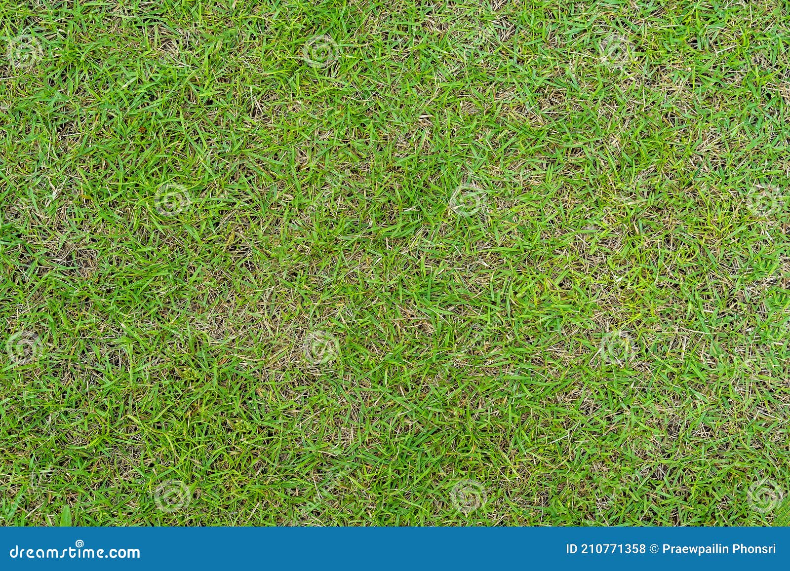 Grass Pattern Texture for Background. Green Lush Lawn Stock Photo ...