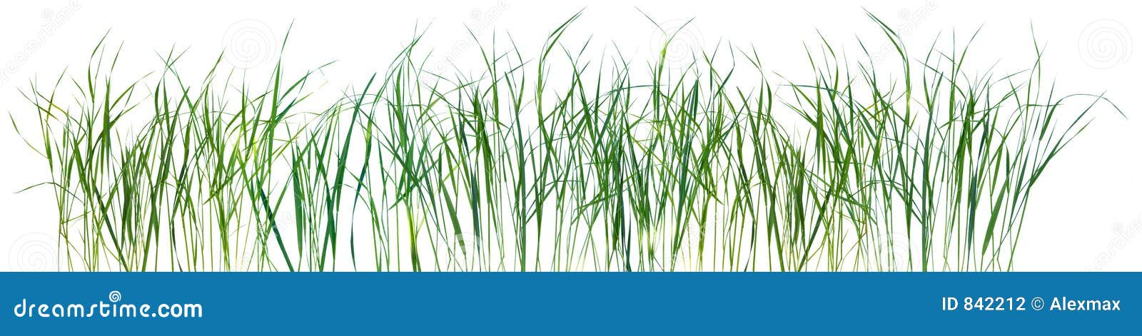 Grass Pattern Texture Isolated Stock Photo - Image of white, green: 842212