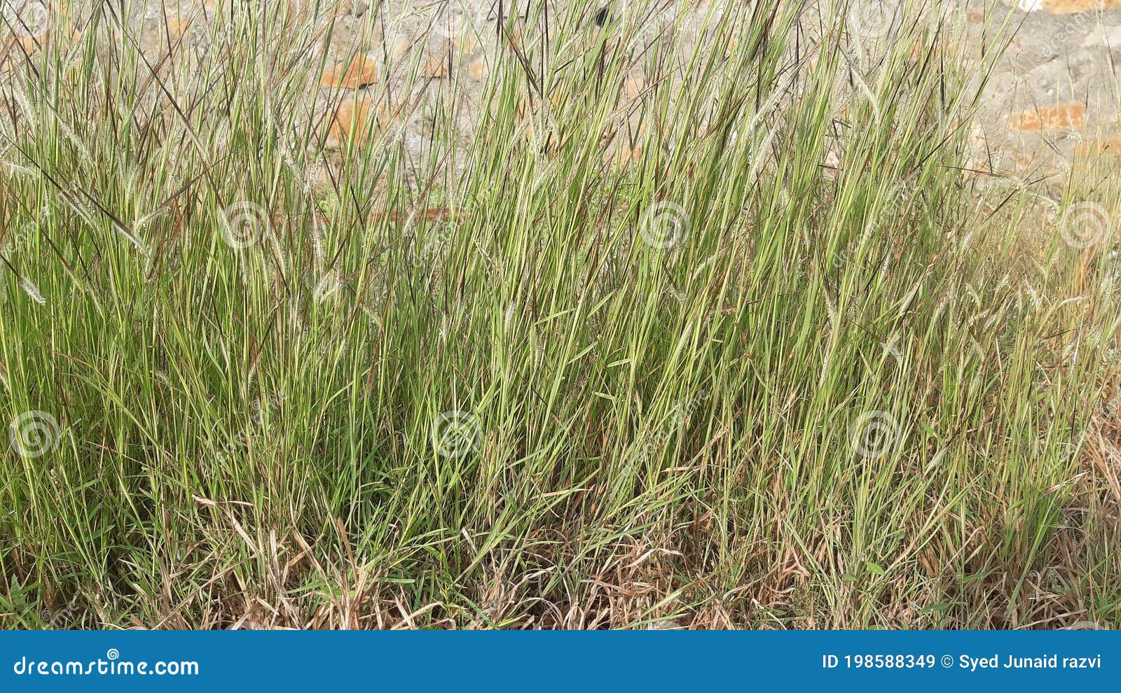 A Grass Pattern for Wallpaper Use Stock Image - Image of produce ...