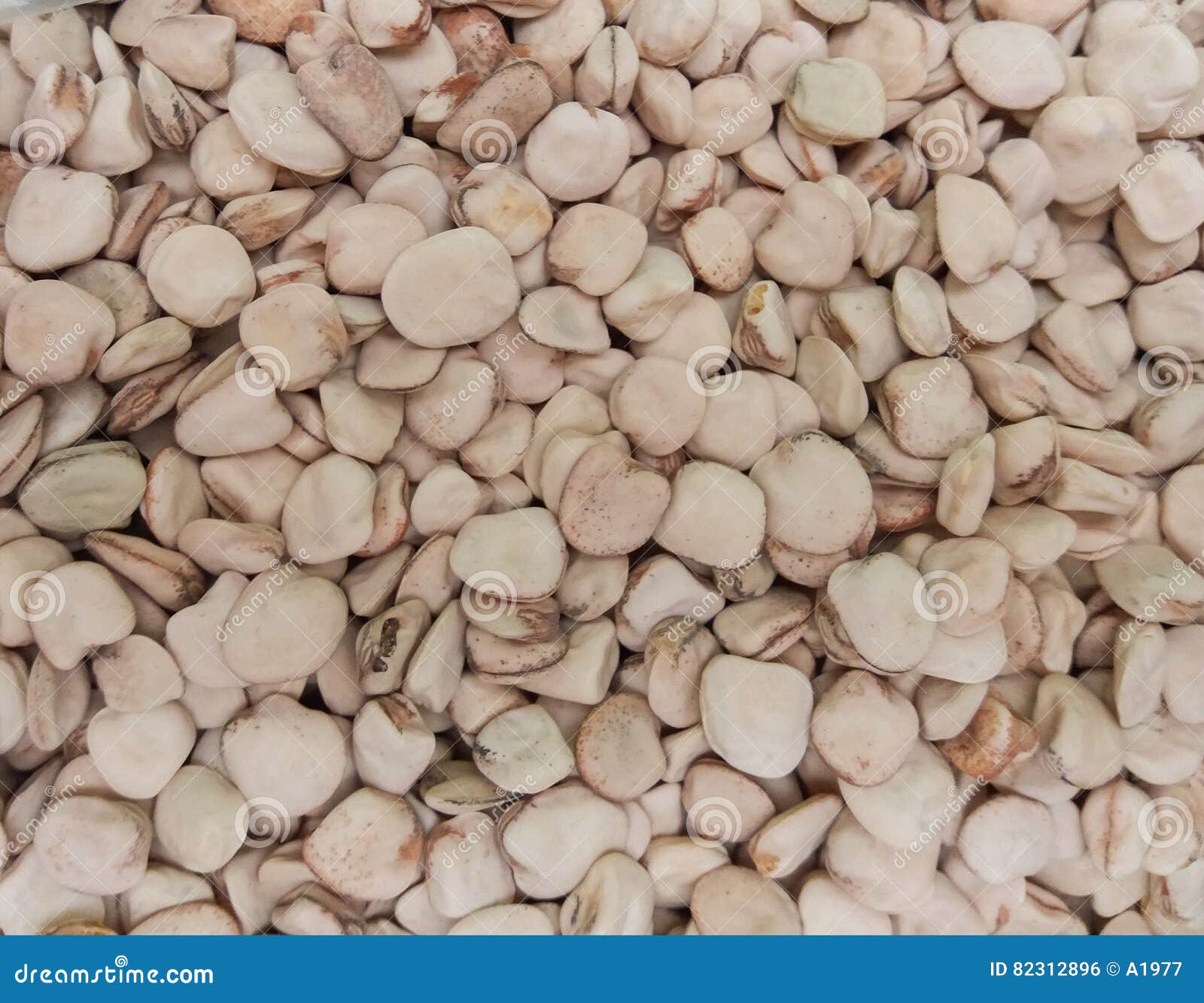 Grass Pea - Lathyrus Sativus Stock Photo - Image of vegetarian, vegan ...