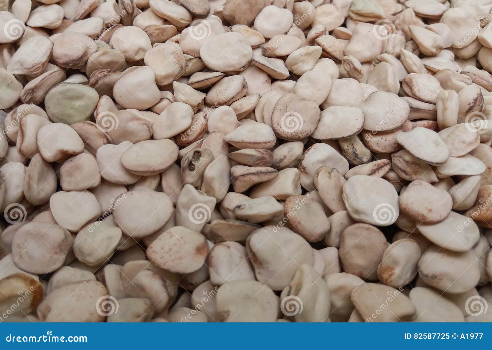 Grass Pea - Lathyrus Sativus Stock Image - Image of white, almorta ...